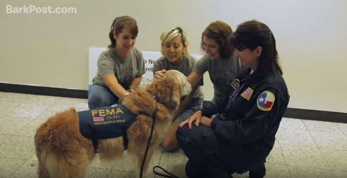 Firefighters bid farewell to last known 9/11 search dog