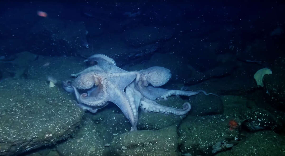OCTOPUS FIGHT!!!Two octopi duke it out in oceanic octagon
