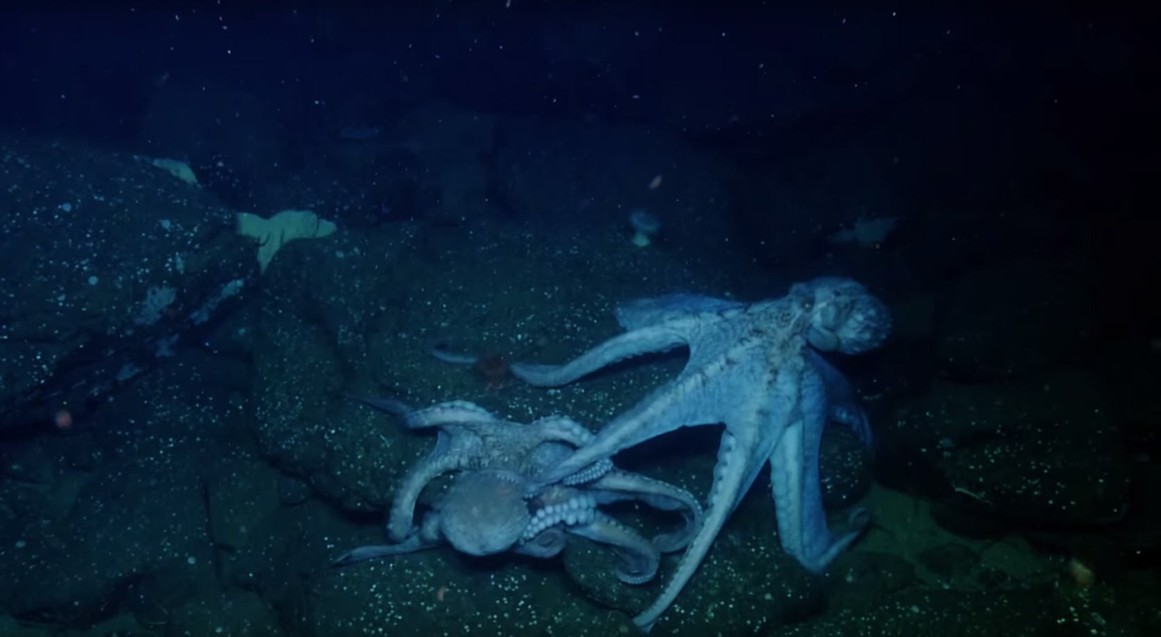 OCTOPUS FIGHT!!!Two octopi duke it out in oceanic octagon