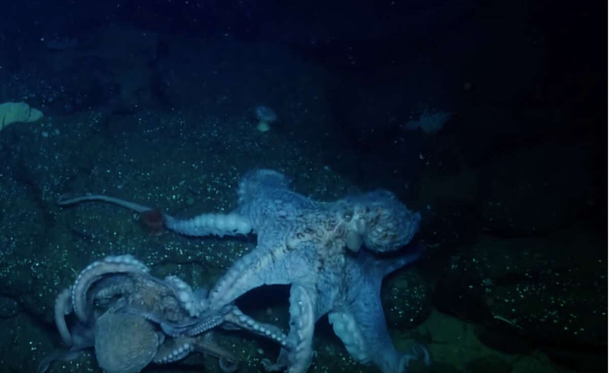 OCTOPUS FIGHT!!!Two octopi duke it out in oceanic octagon