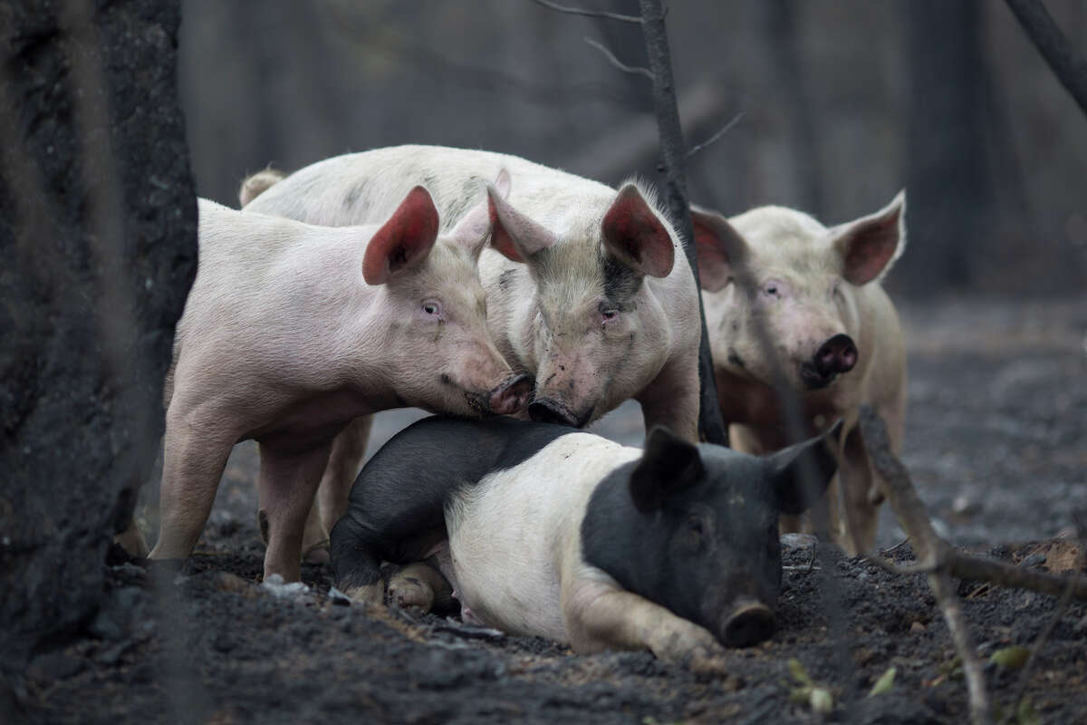 NASA satellite captures sprawling burn scar left by Valley Fire