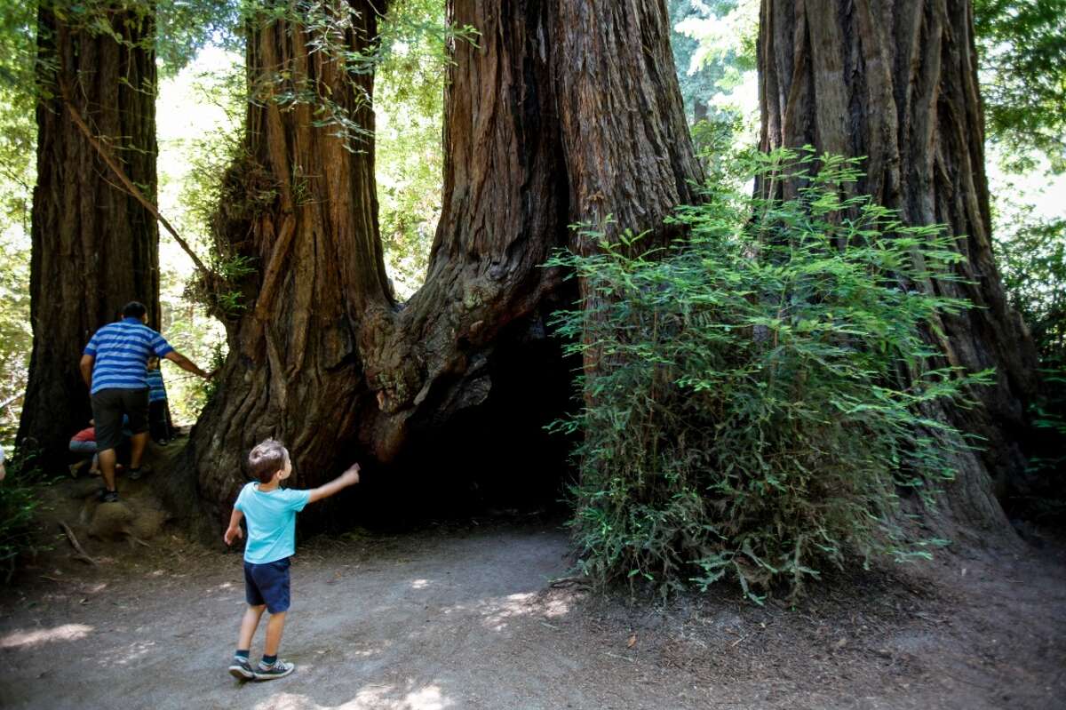 11 hidden redwood groves where you can find peace and quiet