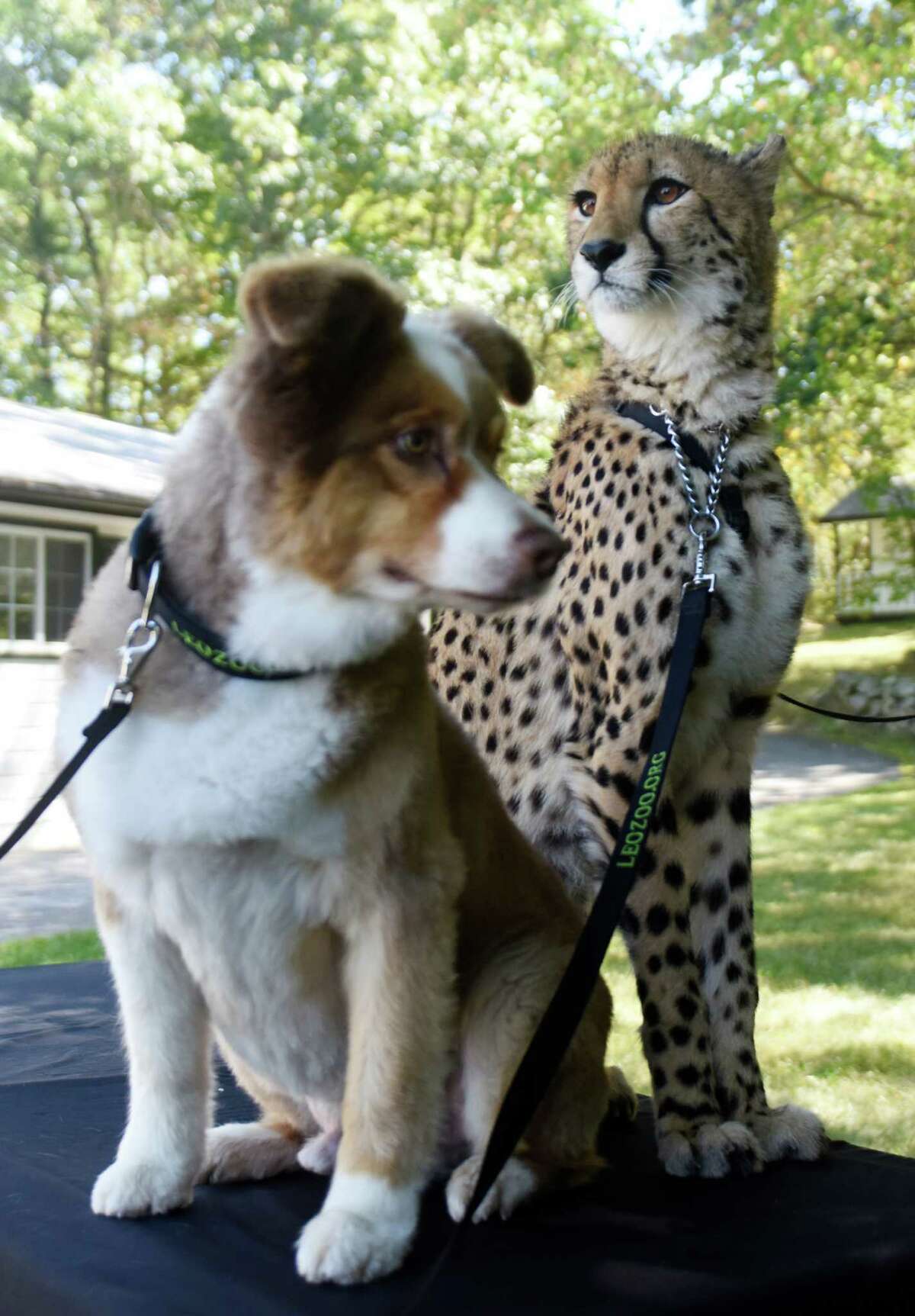Greenwich cheetah, yes, cheetah, bonds with dog