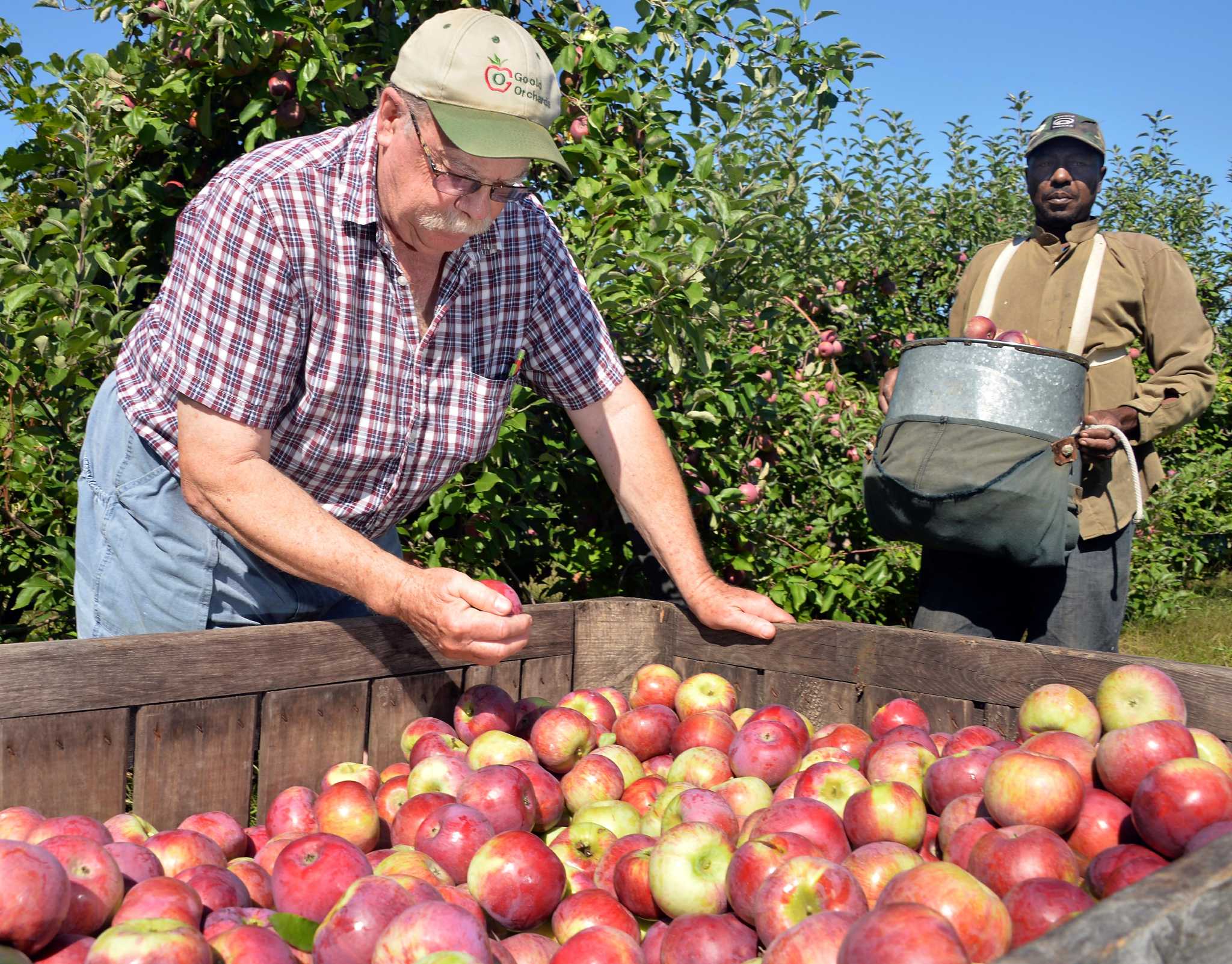 Fall apples ready for picking