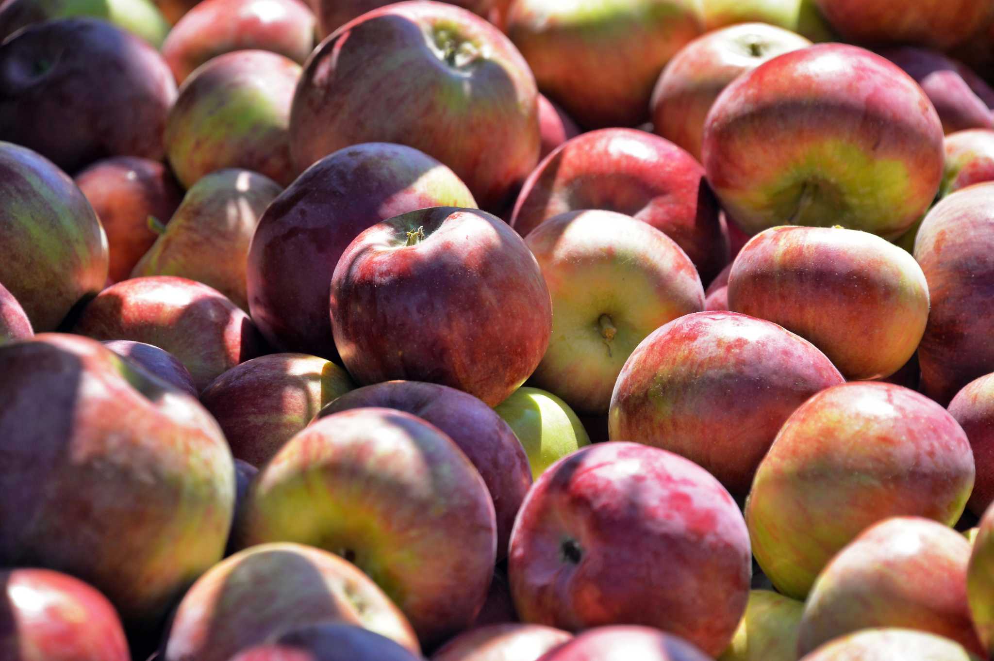 How to use extra apples leftover from orchard season