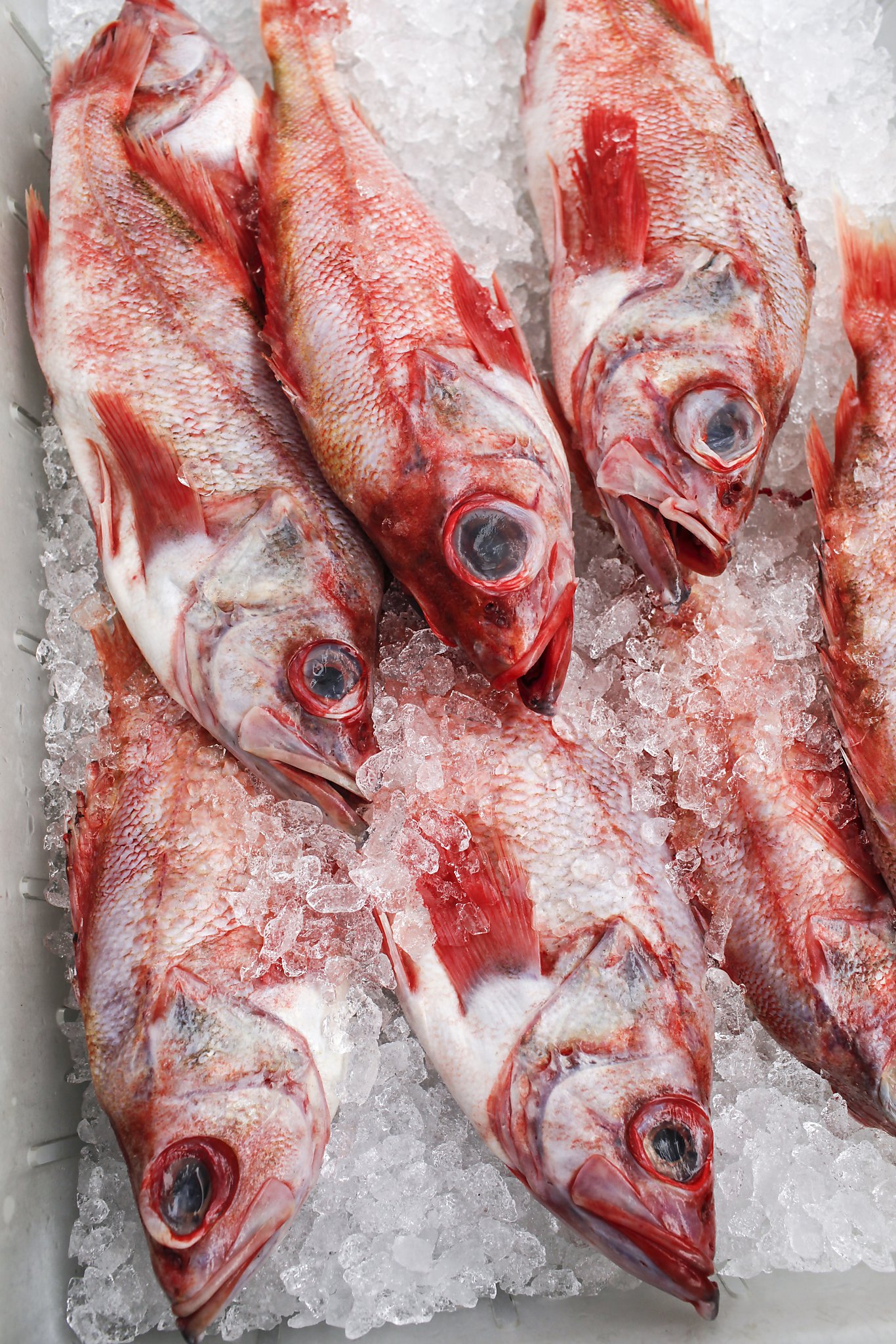 Yolo County events: recreation, education, entertainment and food