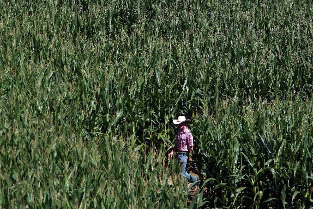 11 corn mazes in Texas to visit this fall