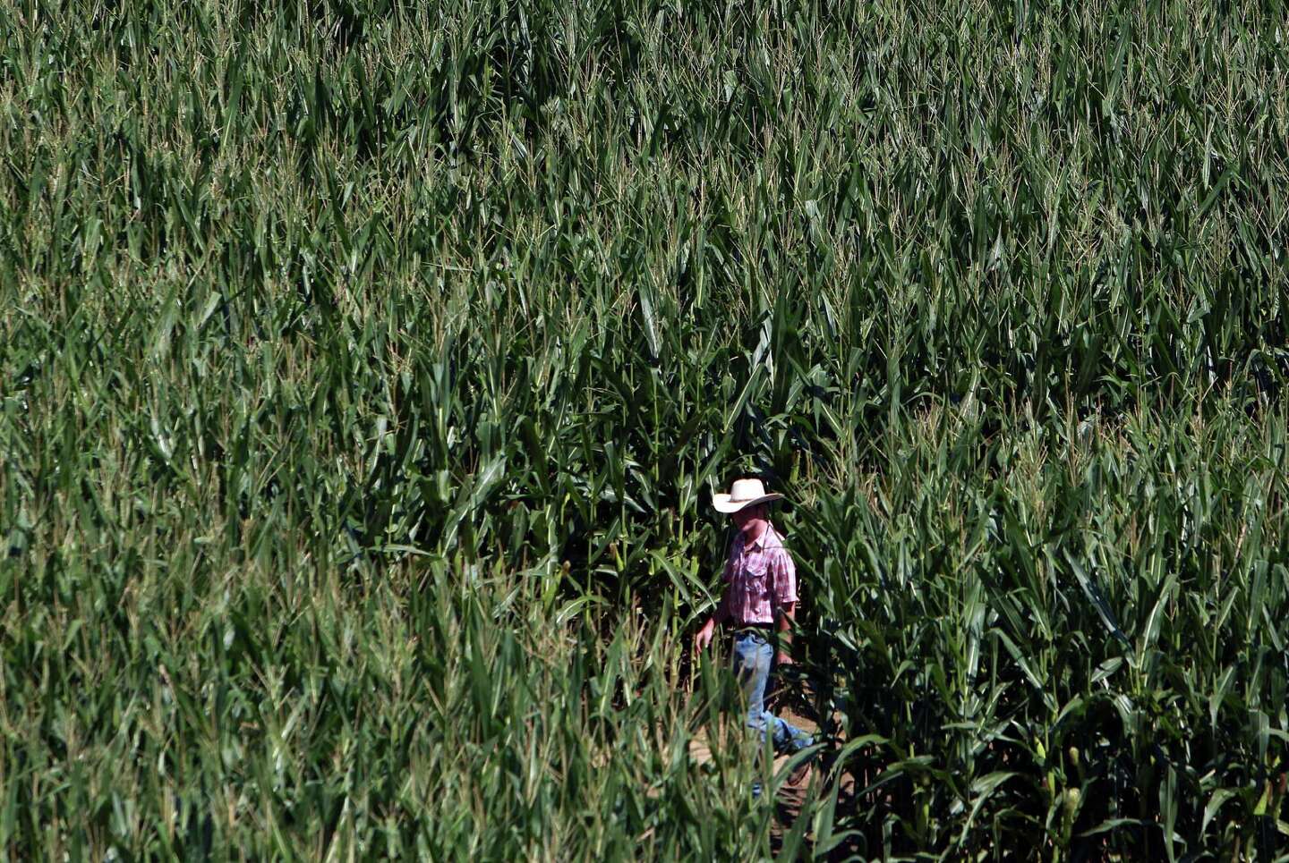 11 corn mazes in Texas to visit this fall