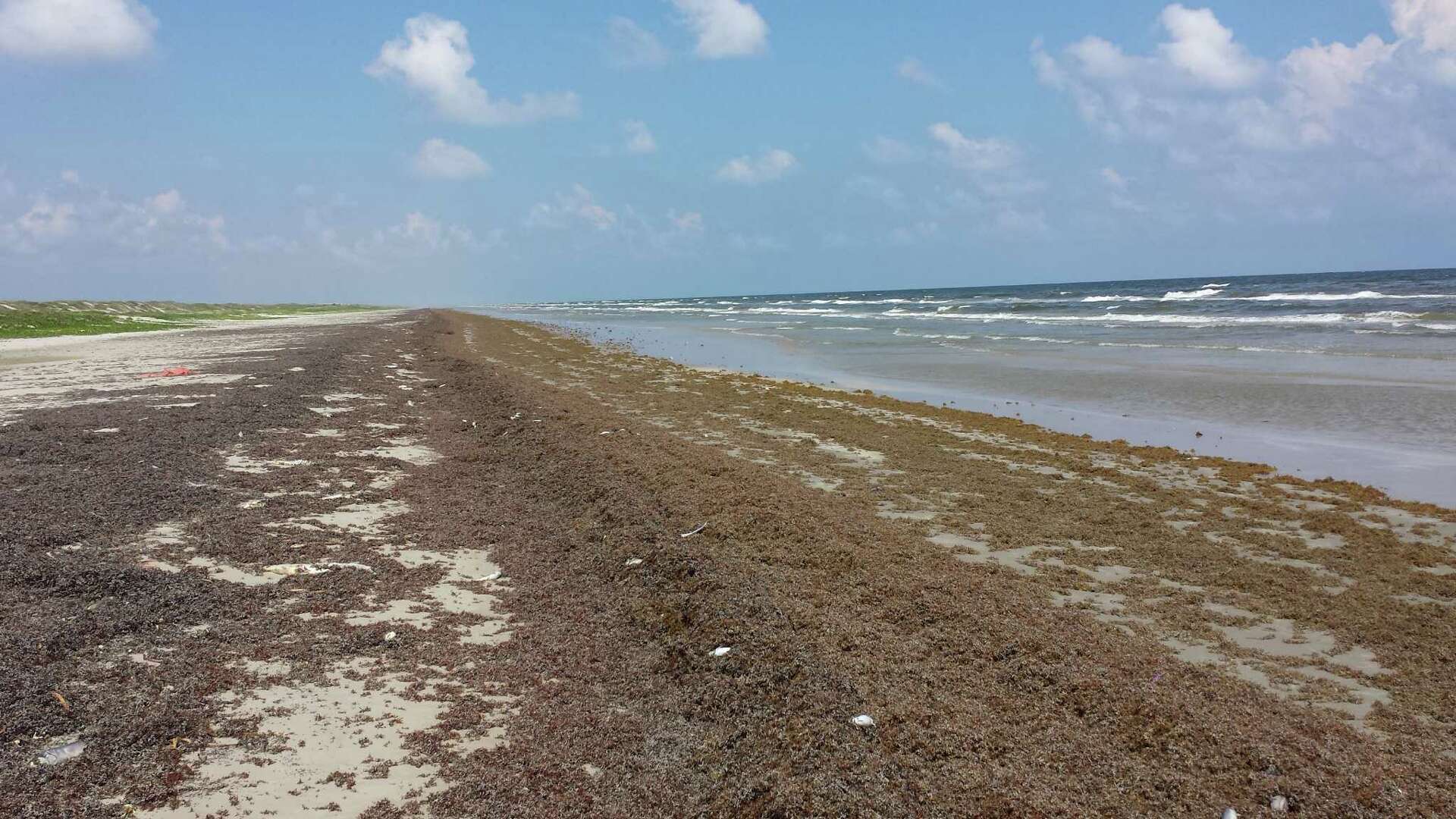 Unprecedented red tide at Padre Island National Seashore blamed for ...