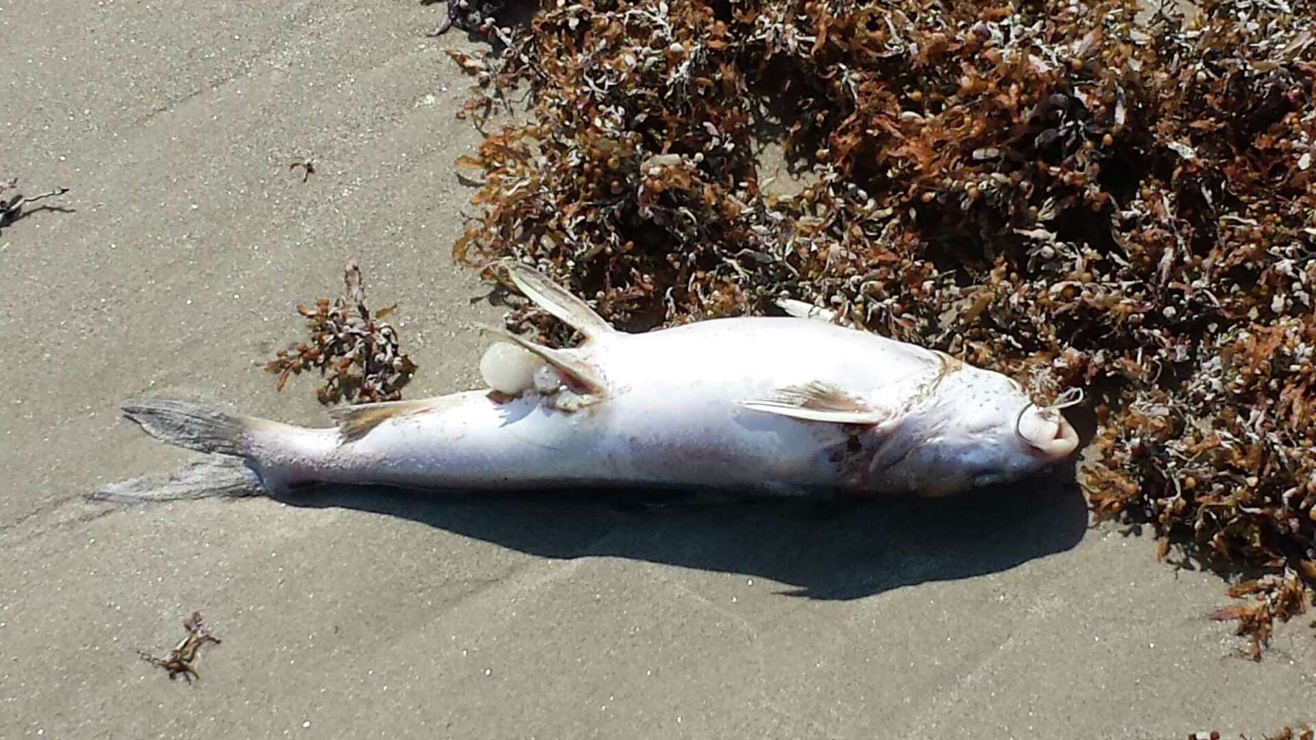 Unprecedented red tide at Padre Island National Seashore blamed for ...