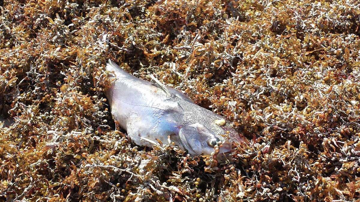Unprecedented red tide at Padre Island National Seashore blamed for ...