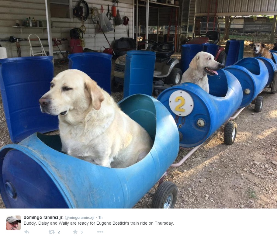 Texas man, 80, makes 'train' for his 9 rescued dogs, Internet loves it
