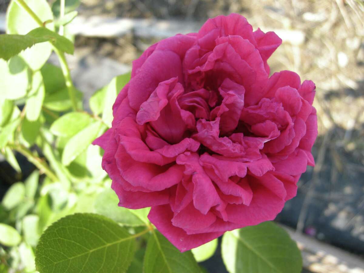 A beloved nursery is for sale