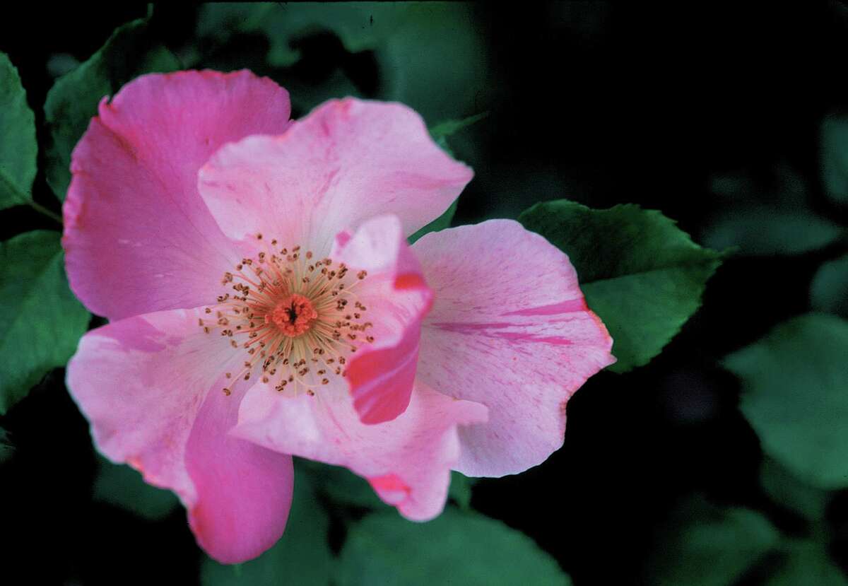 A beloved nursery is for sale
