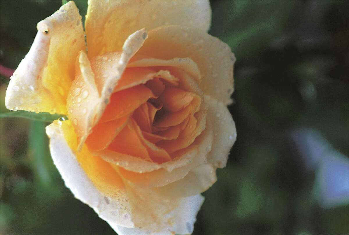 A beloved nursery is for sale