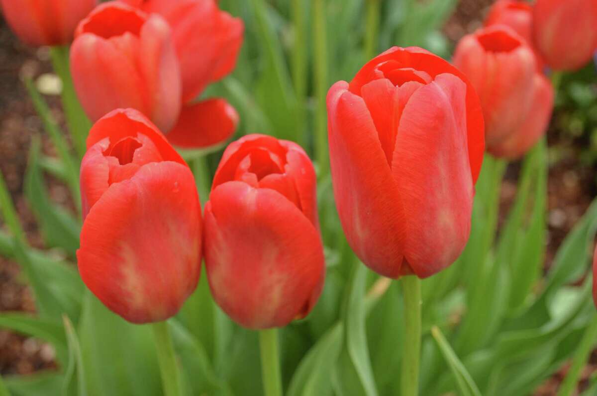 Get a fresh start each year with new batch of tulips