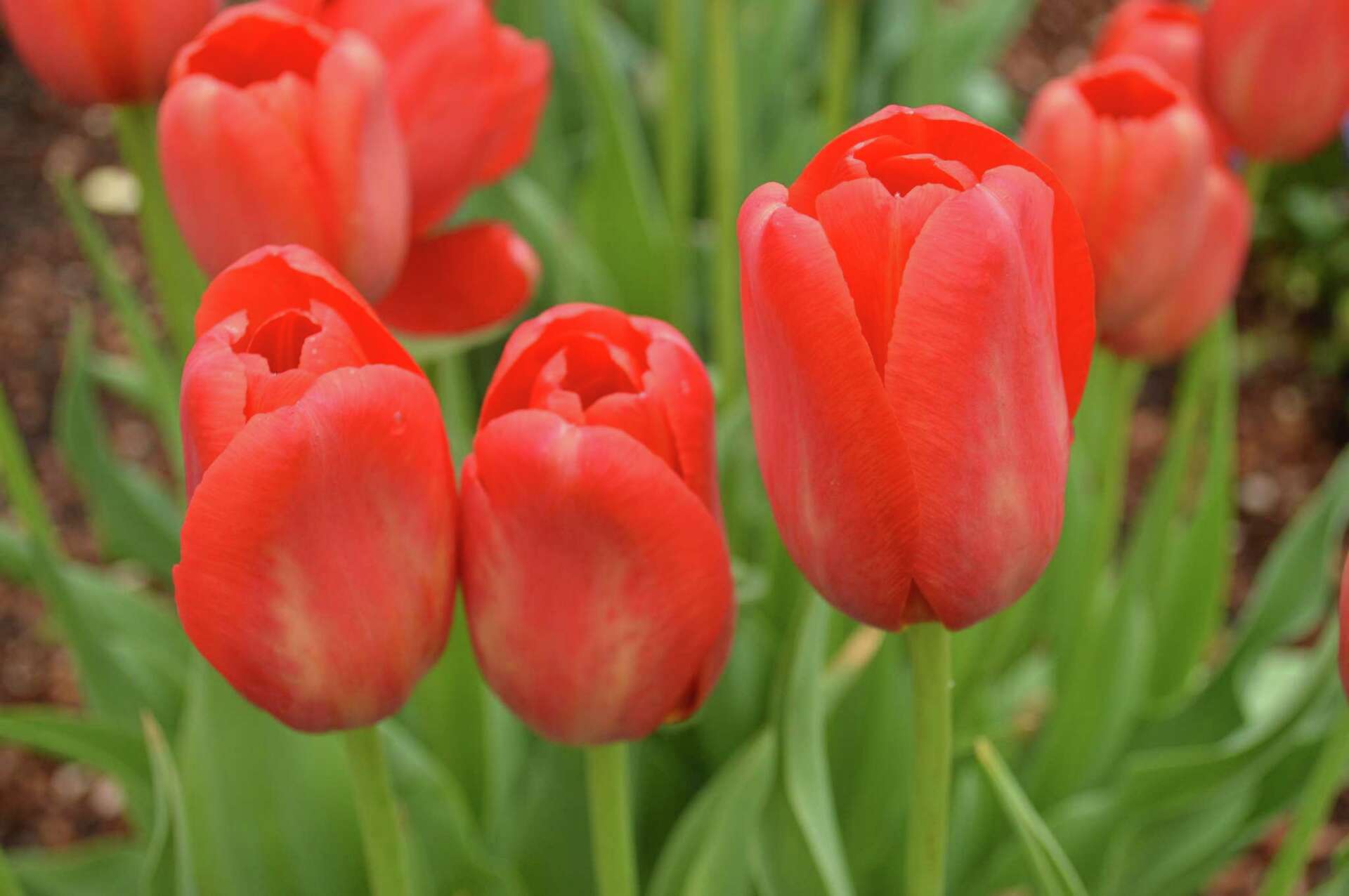 Get a fresh start each year with new batch of tulips