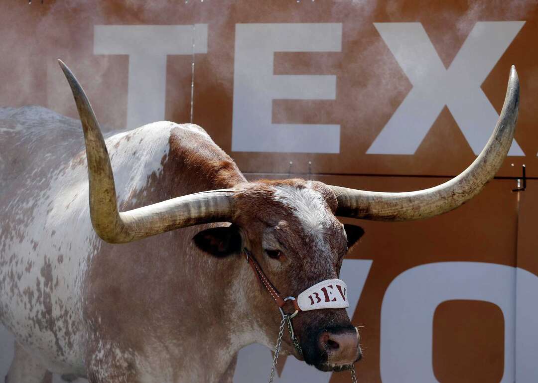 Bevo XV makes his debut 100 years after the first Bevo went to a UT ...