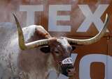 Bevo XV makes his debut 100 years after the first Bevo went to a UT ...