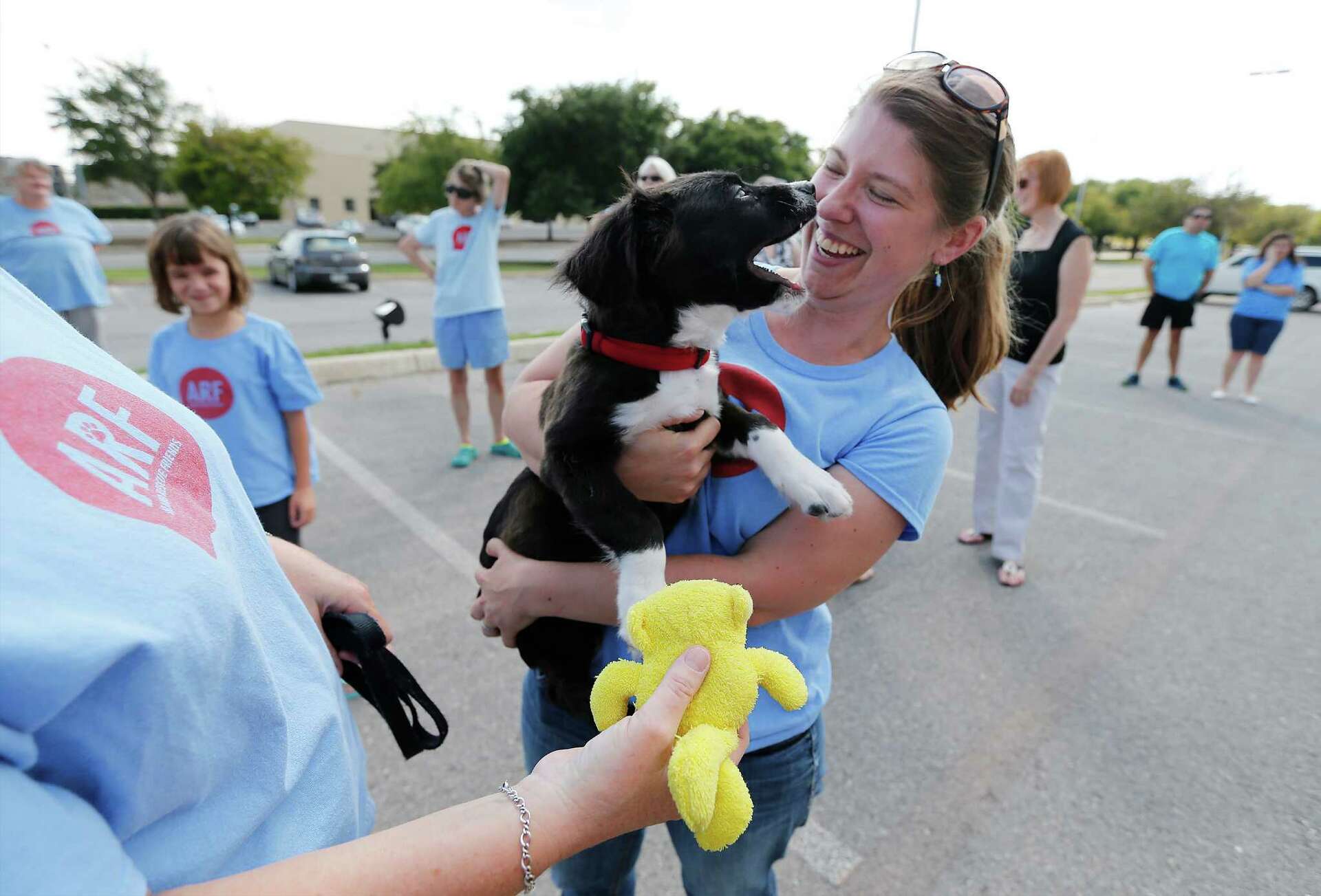 Stray San Antonio dogs on the way to adoptive families in New England