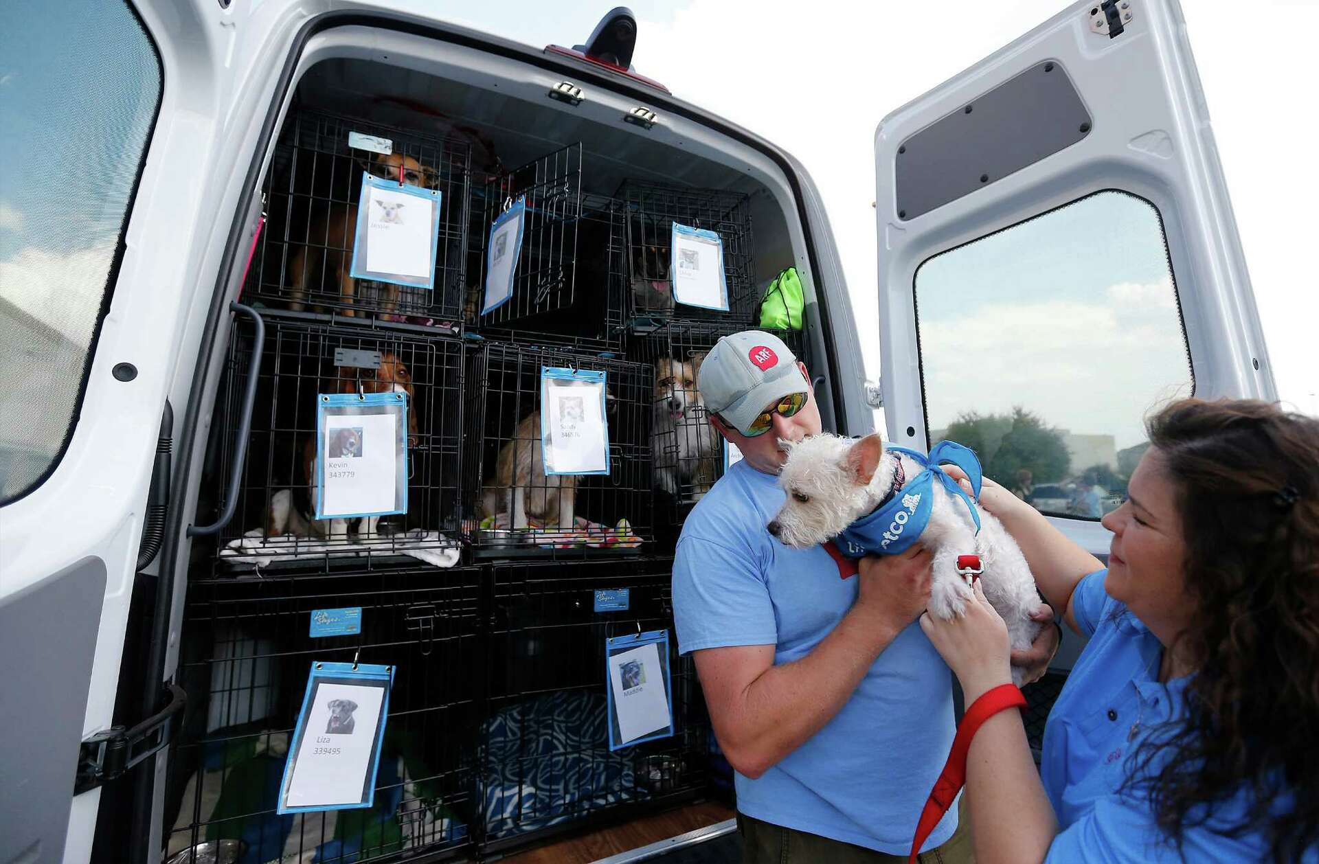 Stray San Antonio dogs on the way to adoptive families in New England
