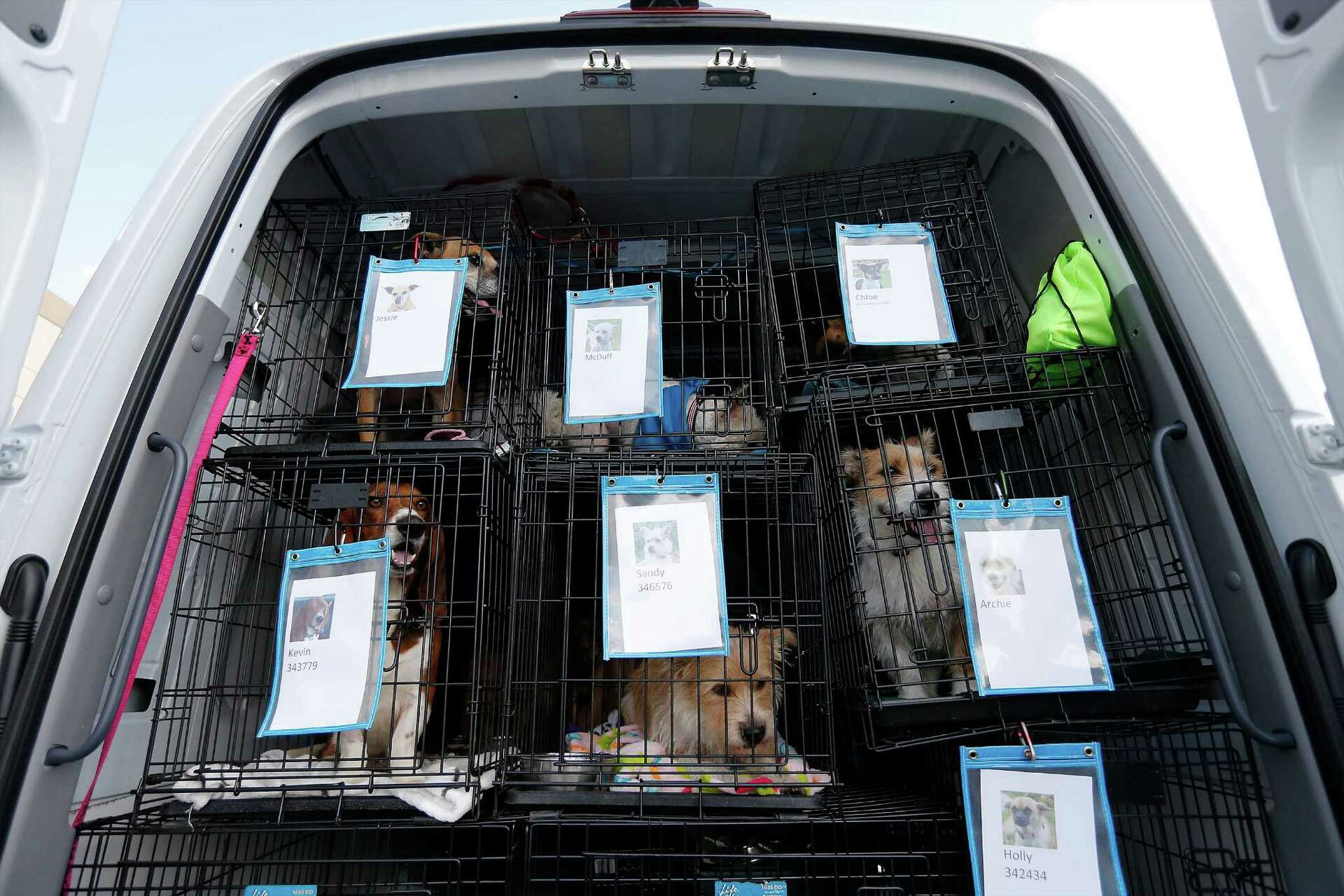 Stray San Antonio dogs on the way to adoptive families in New England