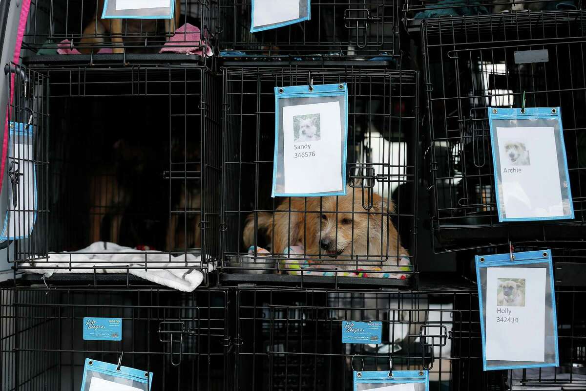 Stray San Antonio dogs on the way to adoptive families in New England