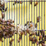 ‘Killer bees’ found in the Bay Area for the first time - SFGate