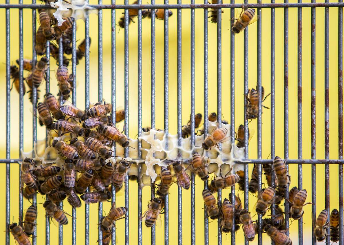 ‘Killer bees’ found in the Bay Area for the first time