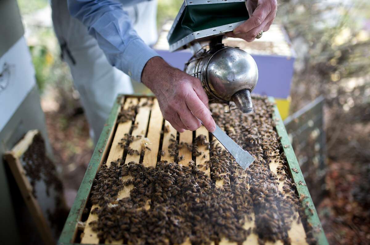 ‘Killer bees’ found in the Bay Area for the first time