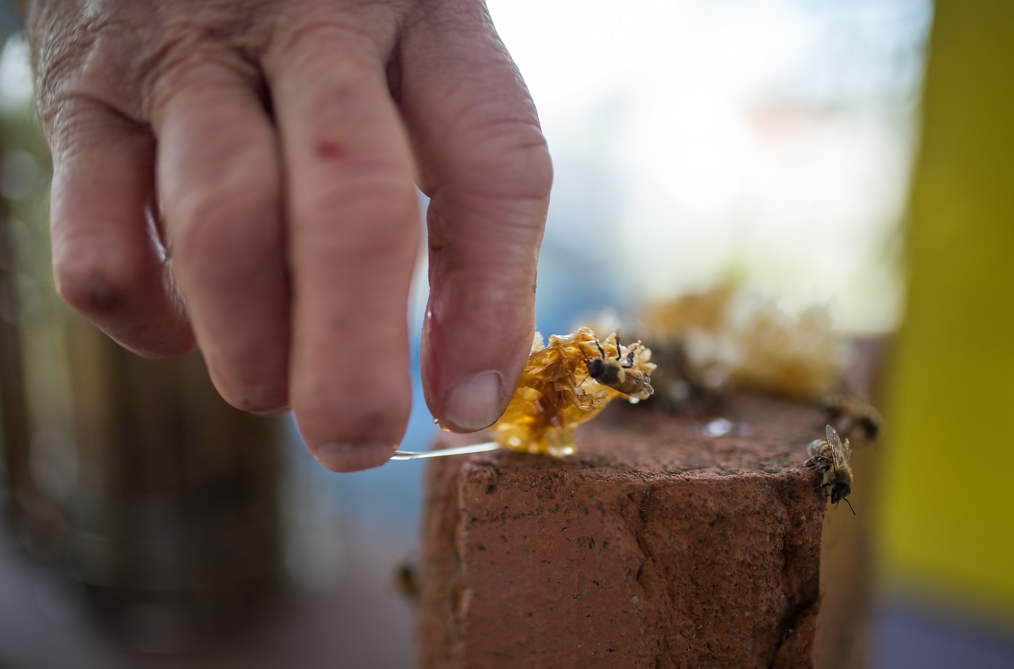 Tips for escaping an attack of ‘killer bees’