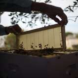 ‘Killer bees’ found in the Bay Area for the first time - SFGate