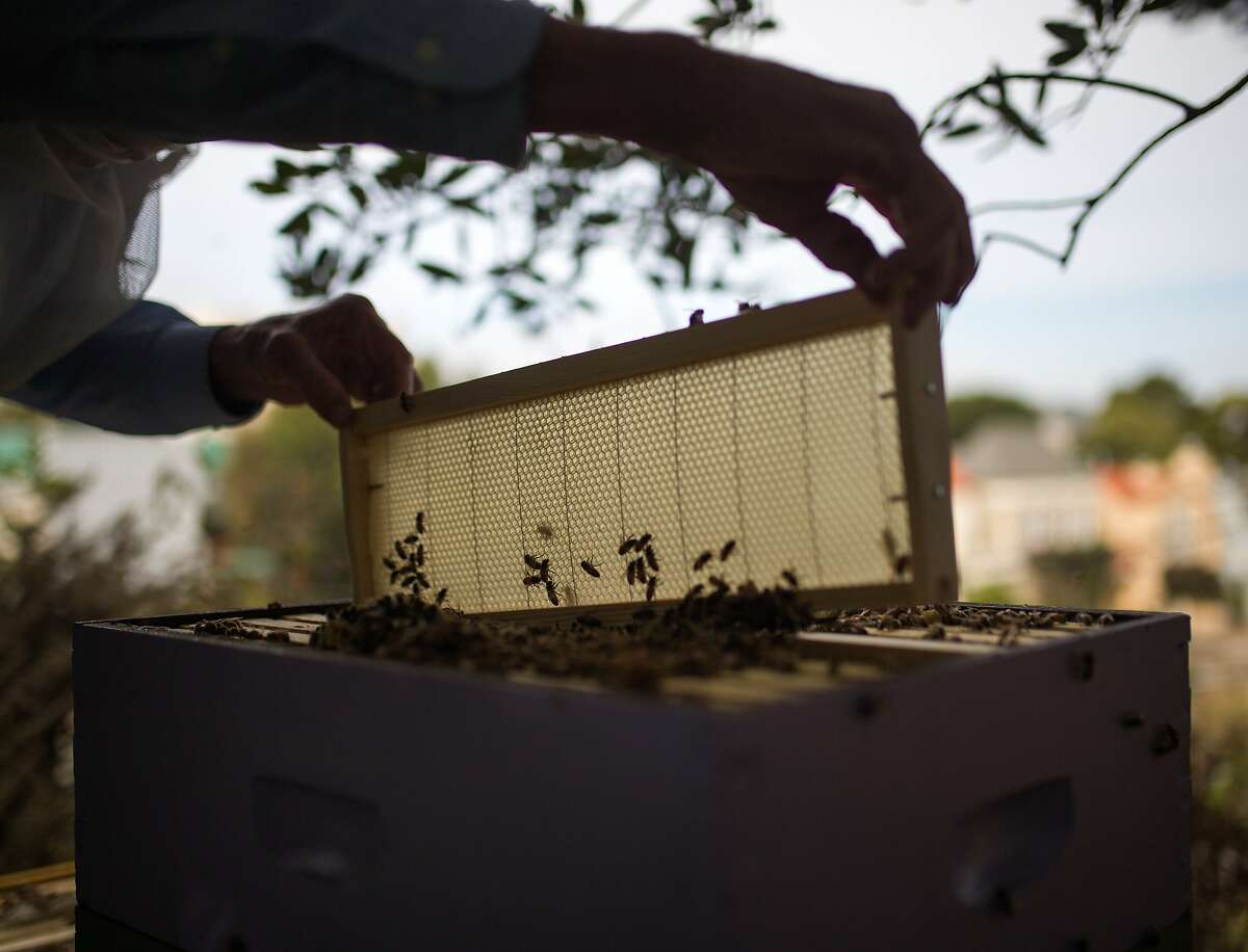 ‘Killer bees’ found in the Bay Area for the first time