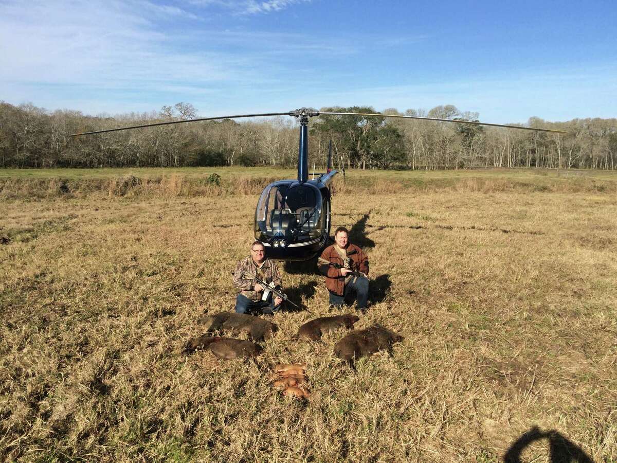 'Helibacon' Texas feral hog-hunting takes aerial approach to hog problem