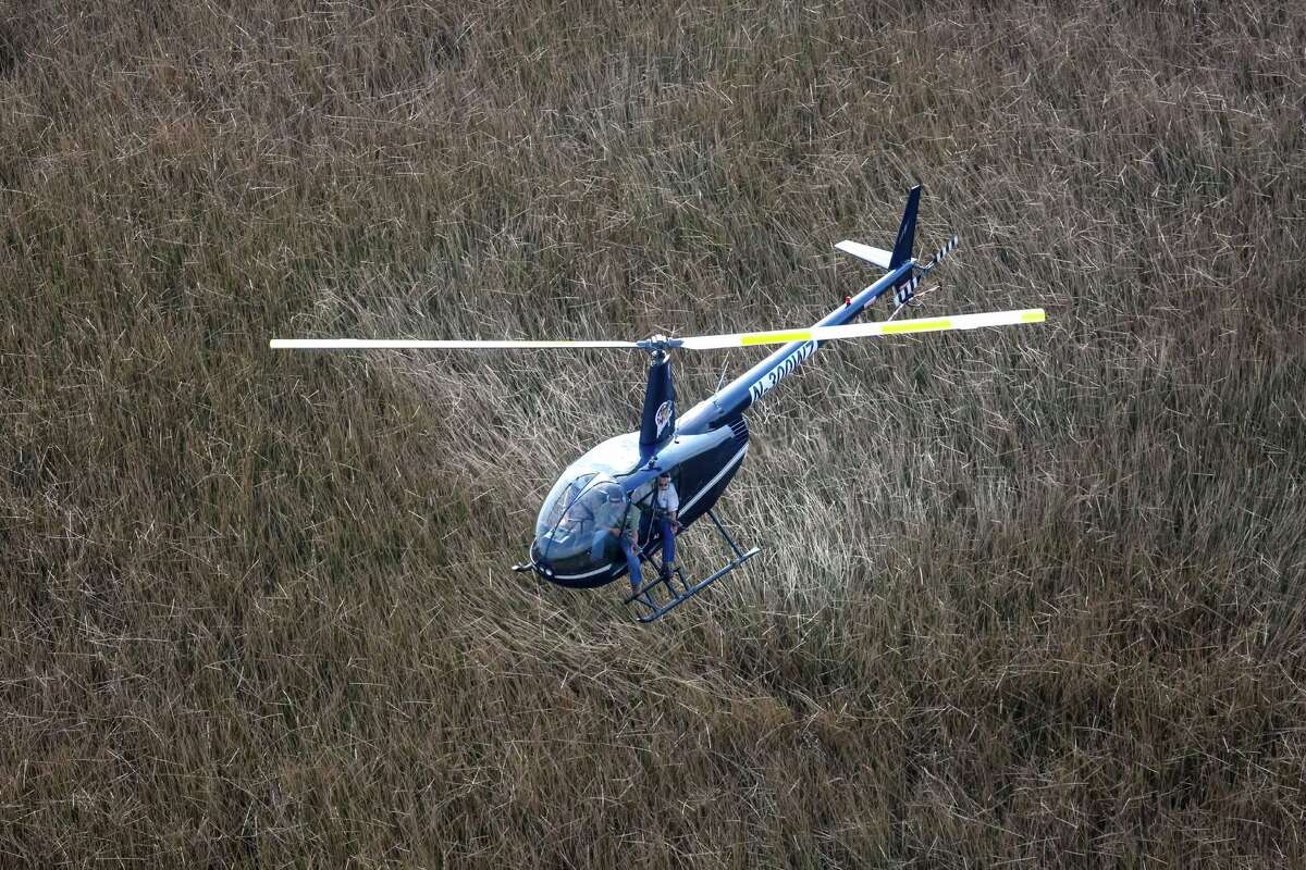 'Helibacon' Texas feral hog-hunting takes aerial approach to hog problem