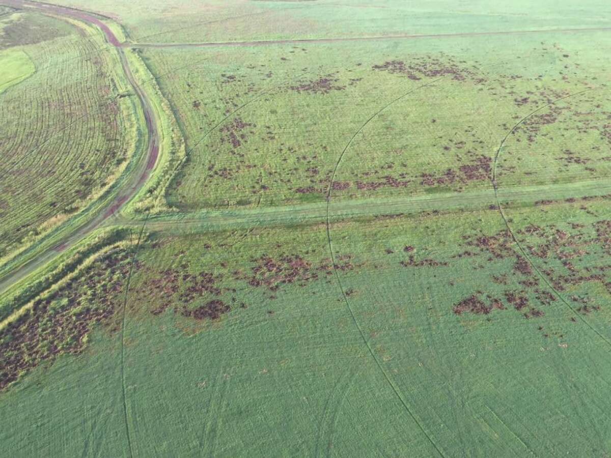 'Helibacon' Texas feral hog-hunting takes aerial approach to hog problem