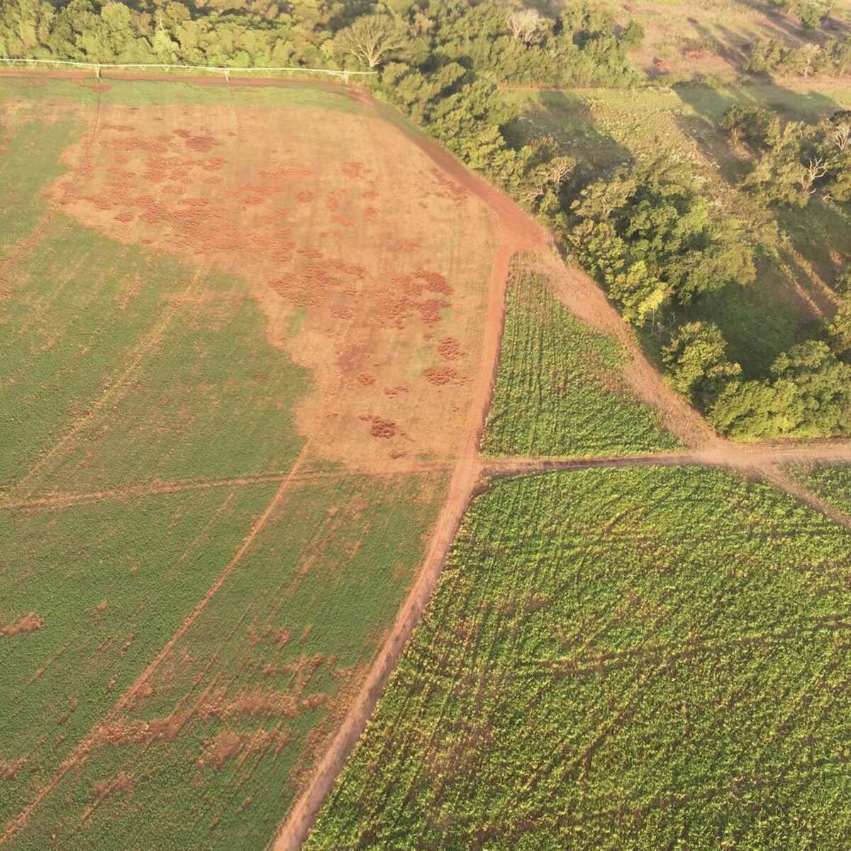 Trappers catching feral hogs, turning them into breakfast