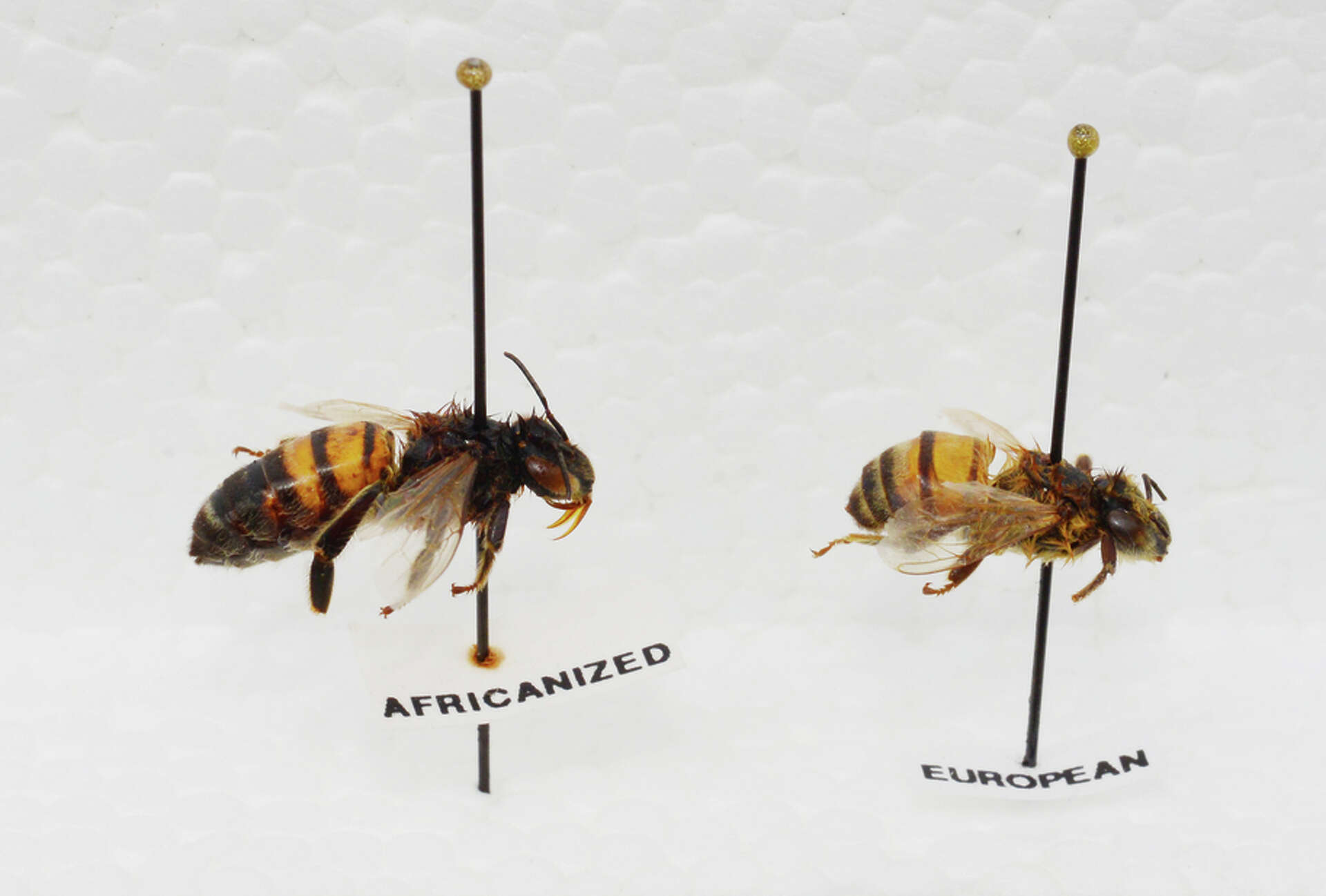 ‘Killer bees’ found in the Bay Area for the first time