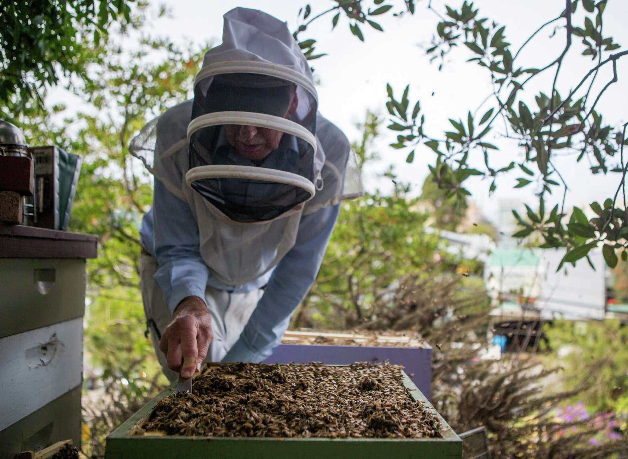 ‘Killer bees’ found in the Bay Area for the first time