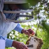 ‘Killer bees’ found in the Bay Area for the first time - SFGate