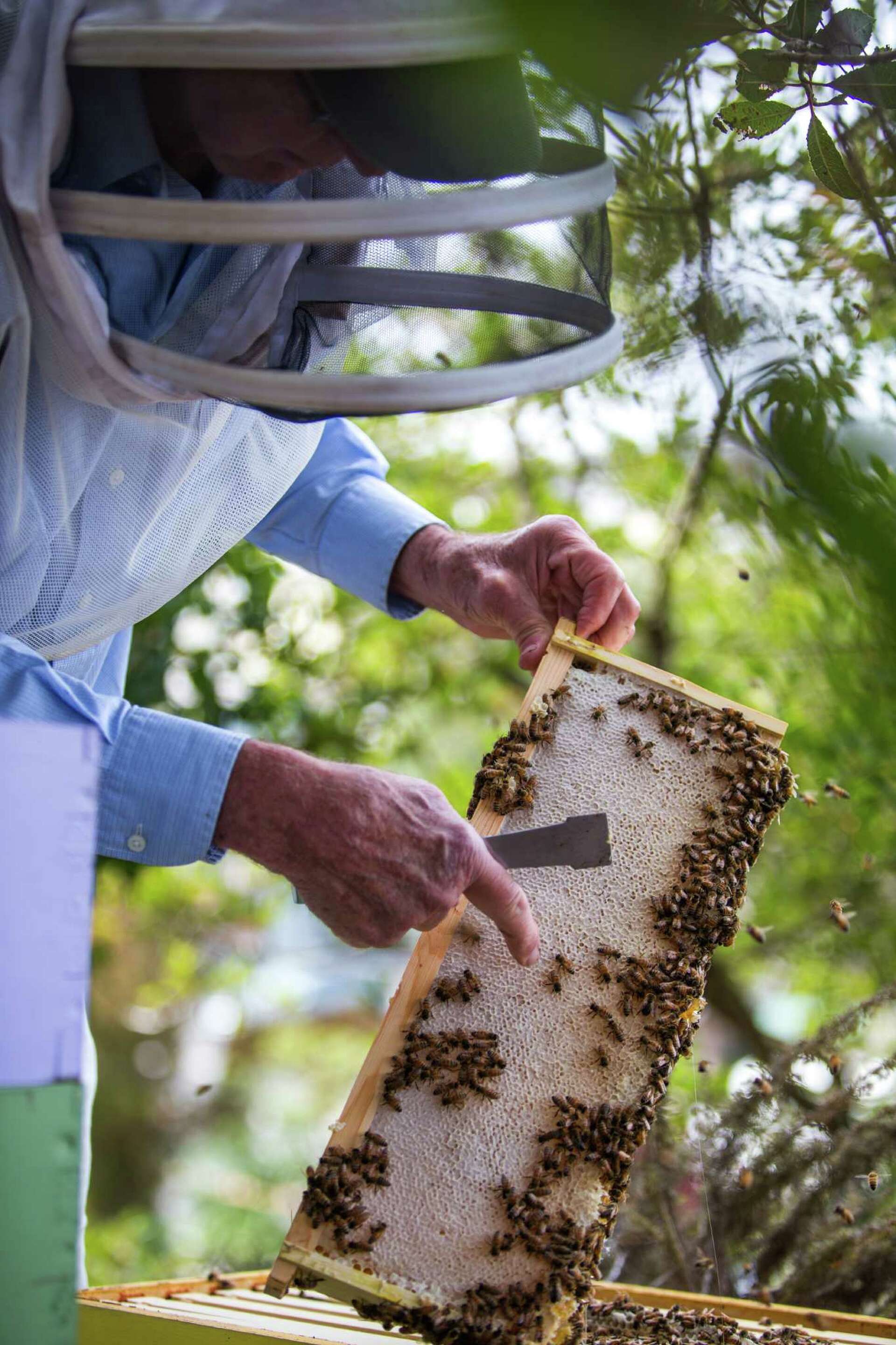 ‘Killer bees’ found in the Bay Area for the first time