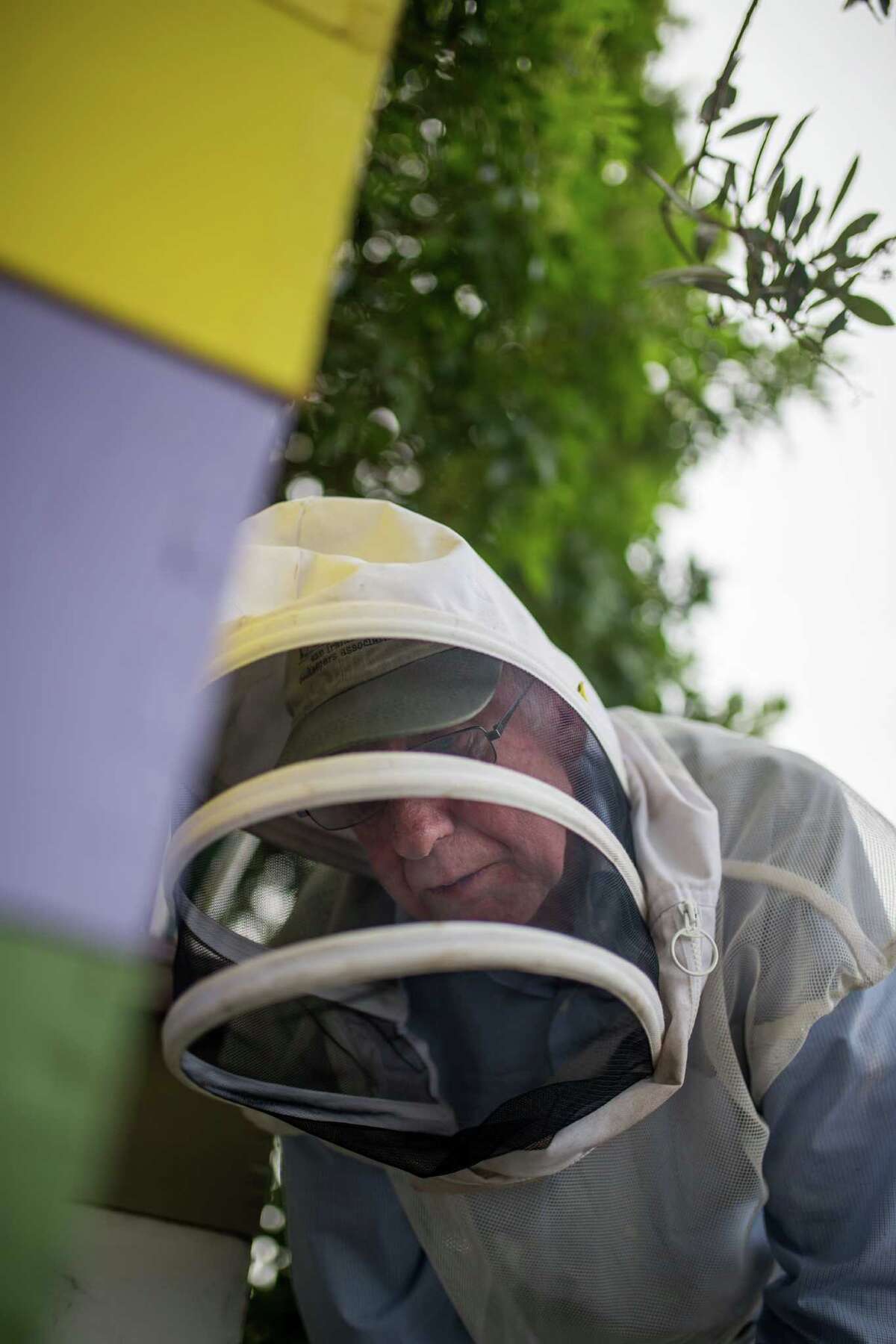 ‘Killer bees’ found in the Bay Area for the first time