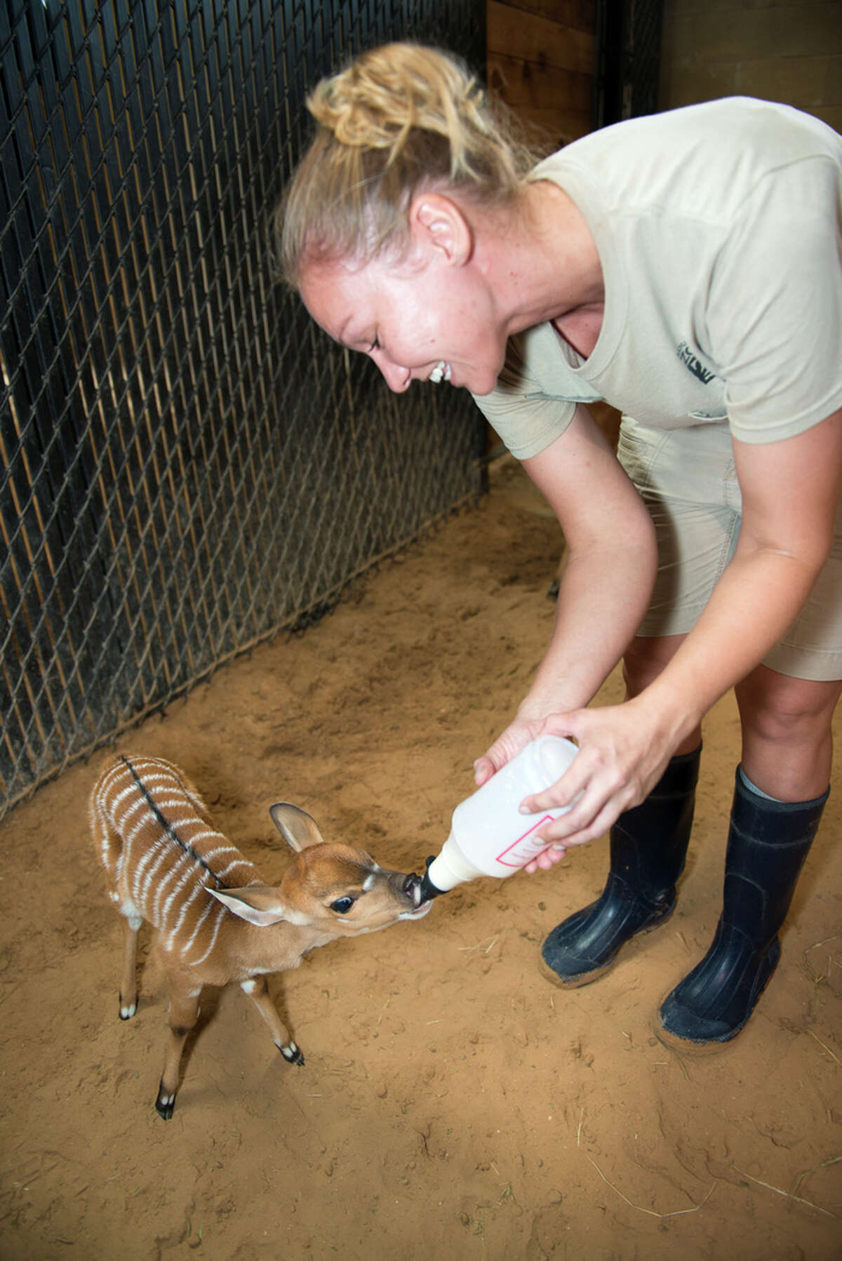 Houston Zoo debuts new exotic antelope baby
