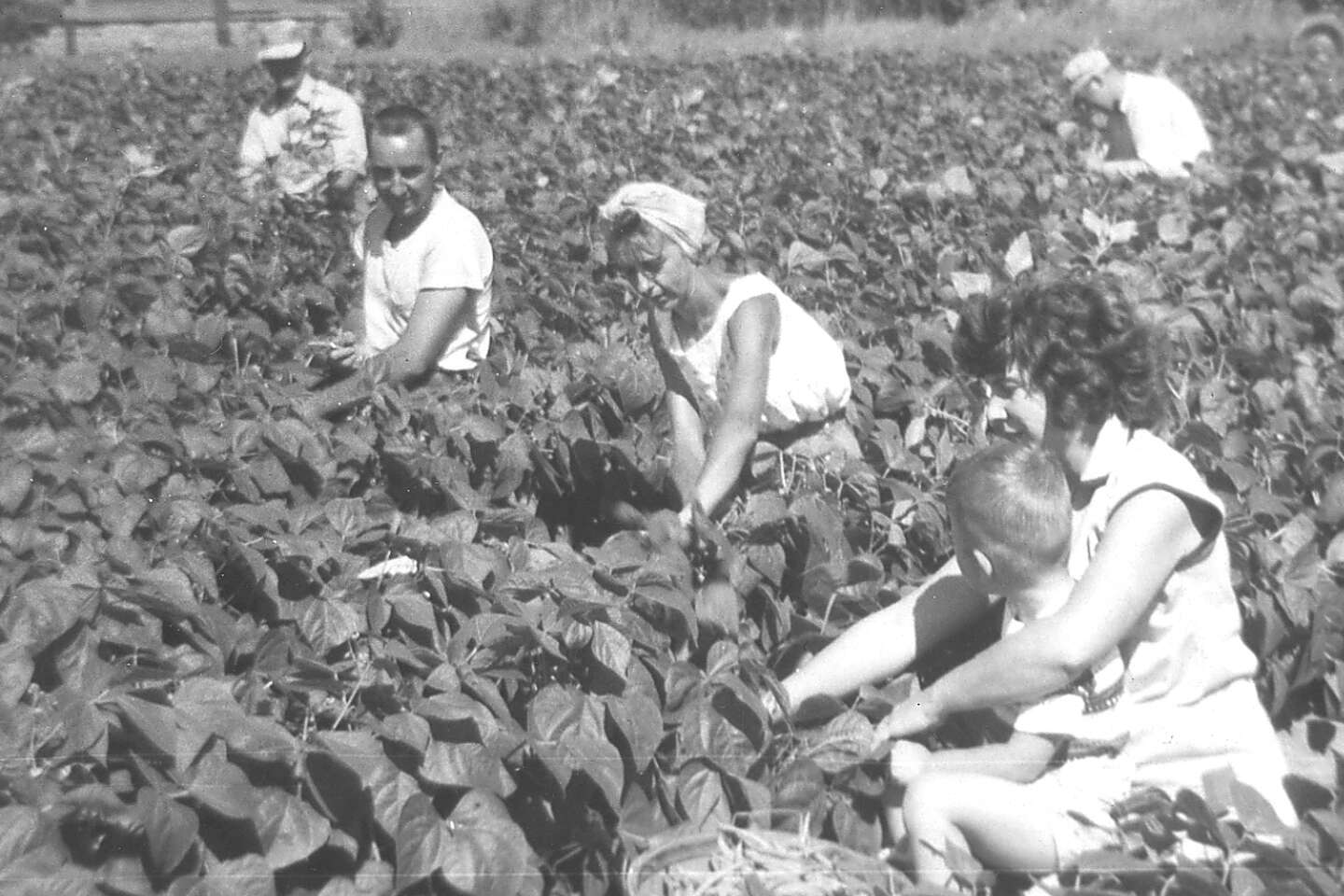 Looking back at Wolf Road through the years