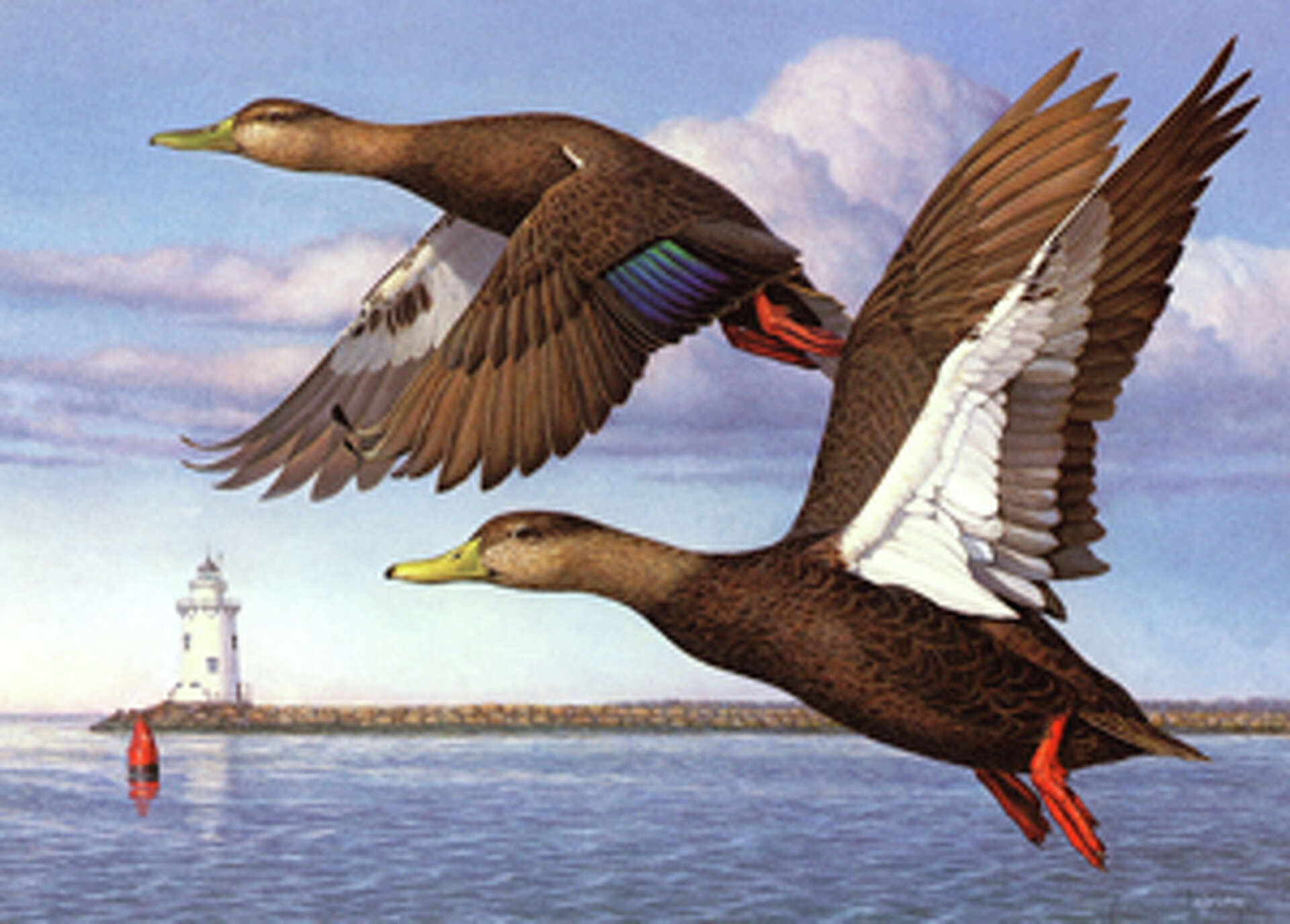 CT duck stamps: Iconic waterfowl art, saves wetlands