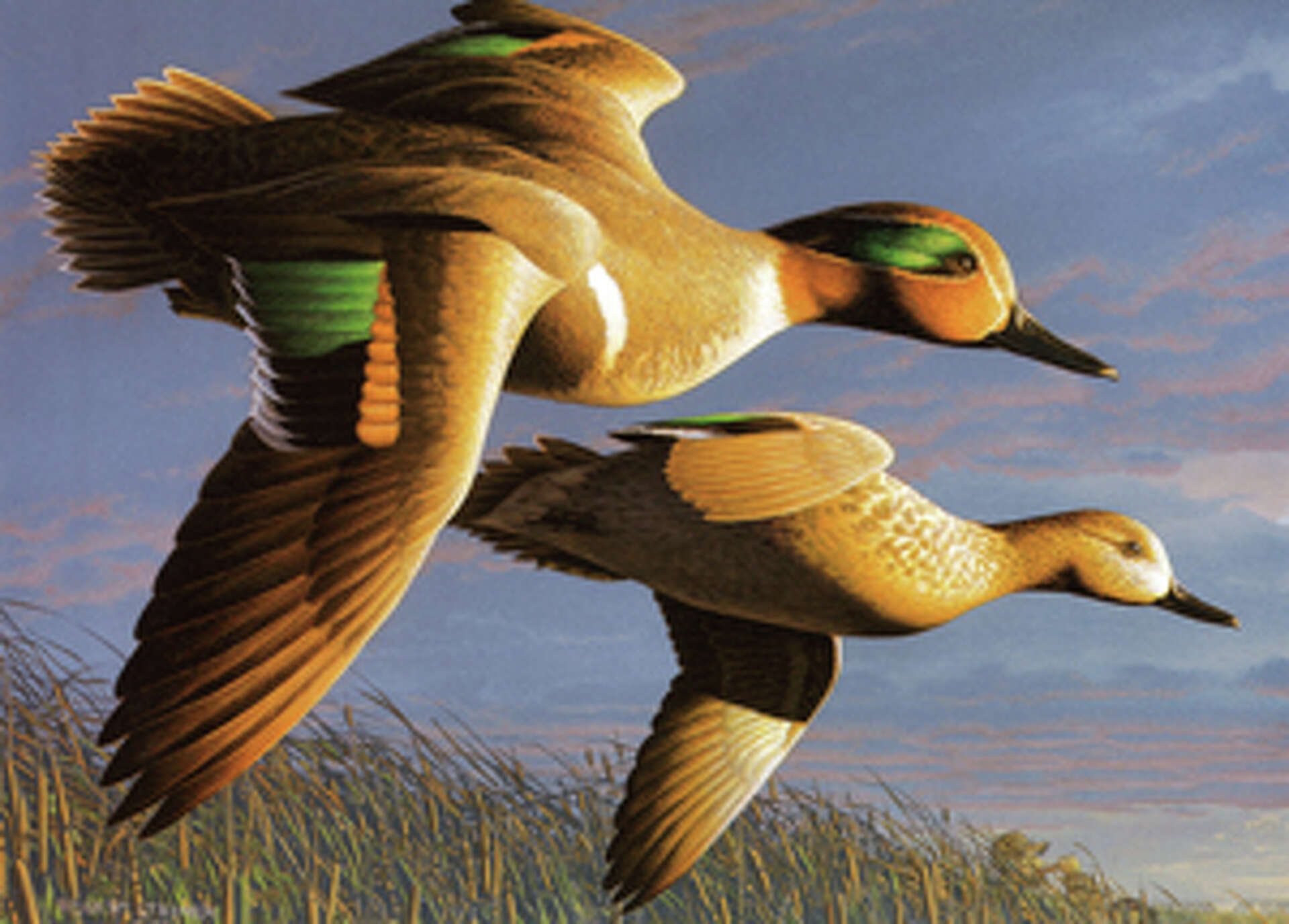 CT duck stamps: Iconic waterfowl art, saves wetlands