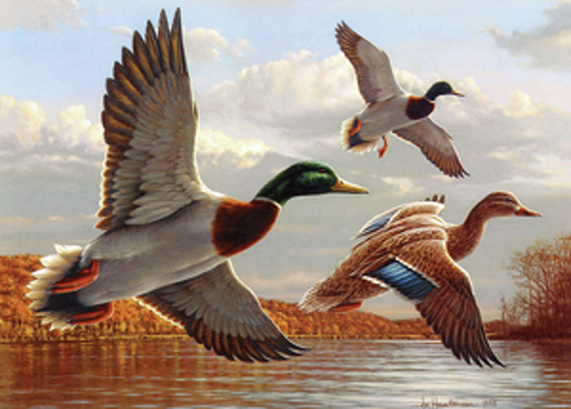 CT duck stamps: Iconic waterfowl art, saves wetlands