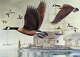 CT duck stamps: Iconic waterfowl art, saves wetlands
