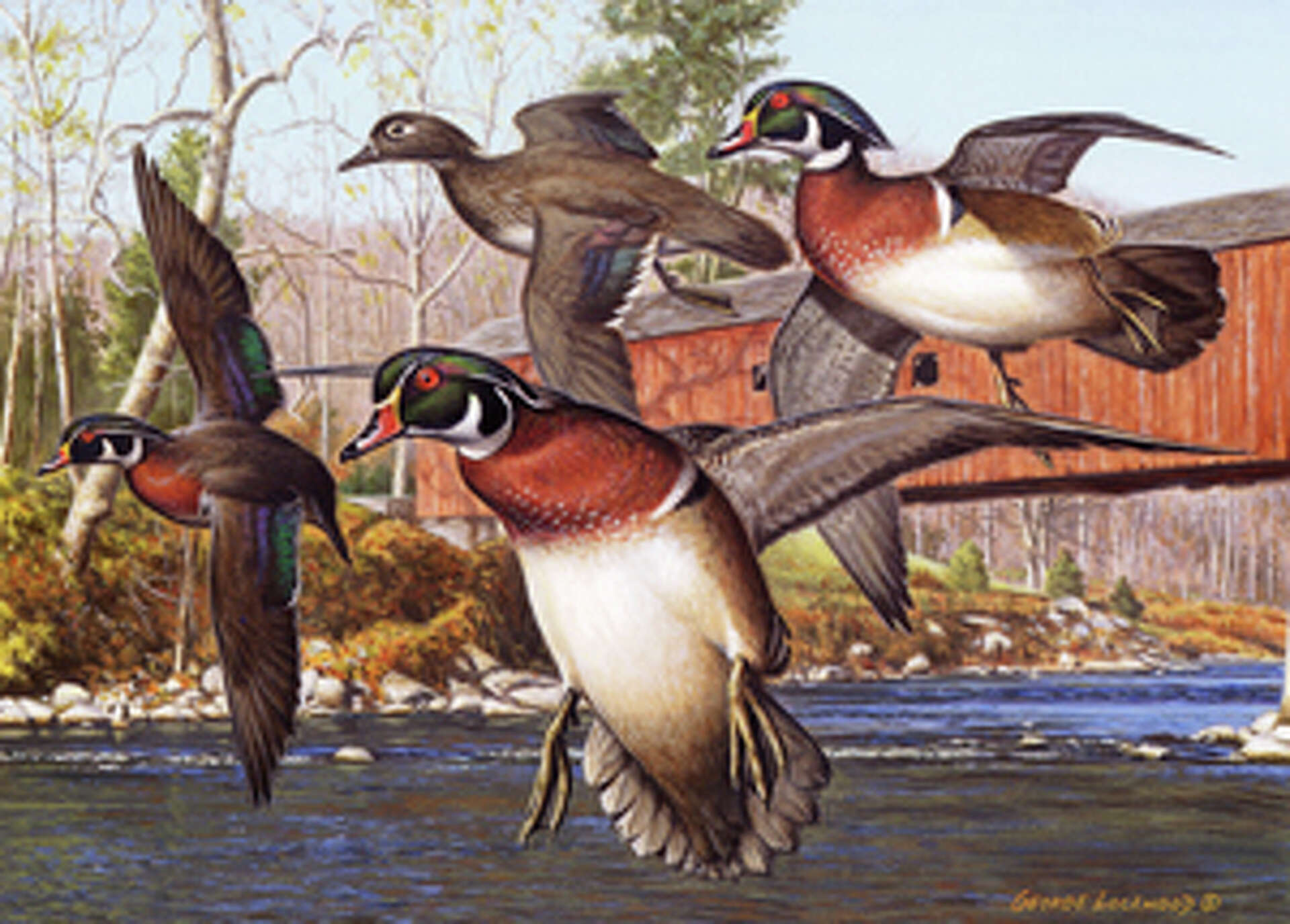 CT duck stamps: Iconic waterfowl art, saves wetlands
