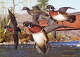 CT duck stamps: Iconic waterfowl art, saves wetlands